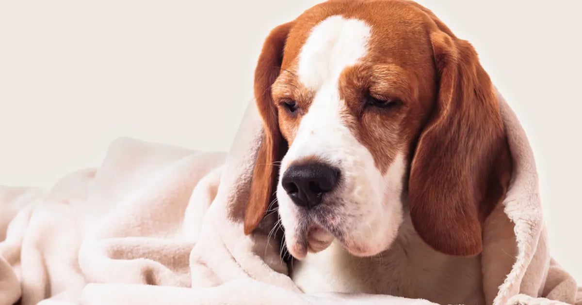 Addison’s Disease in Dogs: Symptoms, Causes & Treatment | Supertails