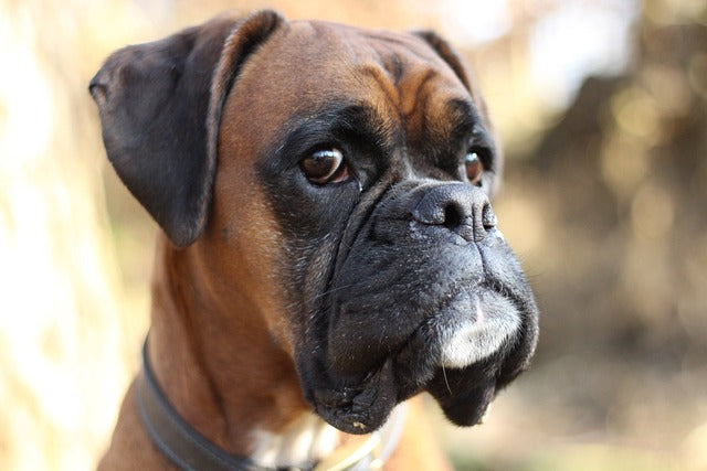 Boxer Dog Price in India – Puppy Cost & Buying Guide | Supertails