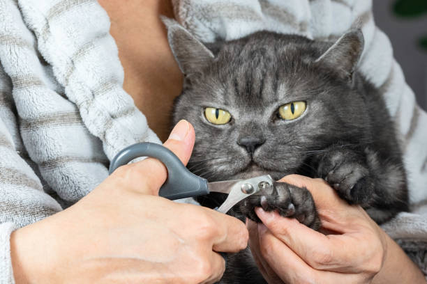 Cutting Cat Nails: Tips, Techniques, and Safety for Your Pet | Supertails