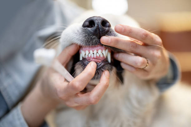 Periodontal Disease In Dogs: Symptoms, Stages & Prevention | Supertails