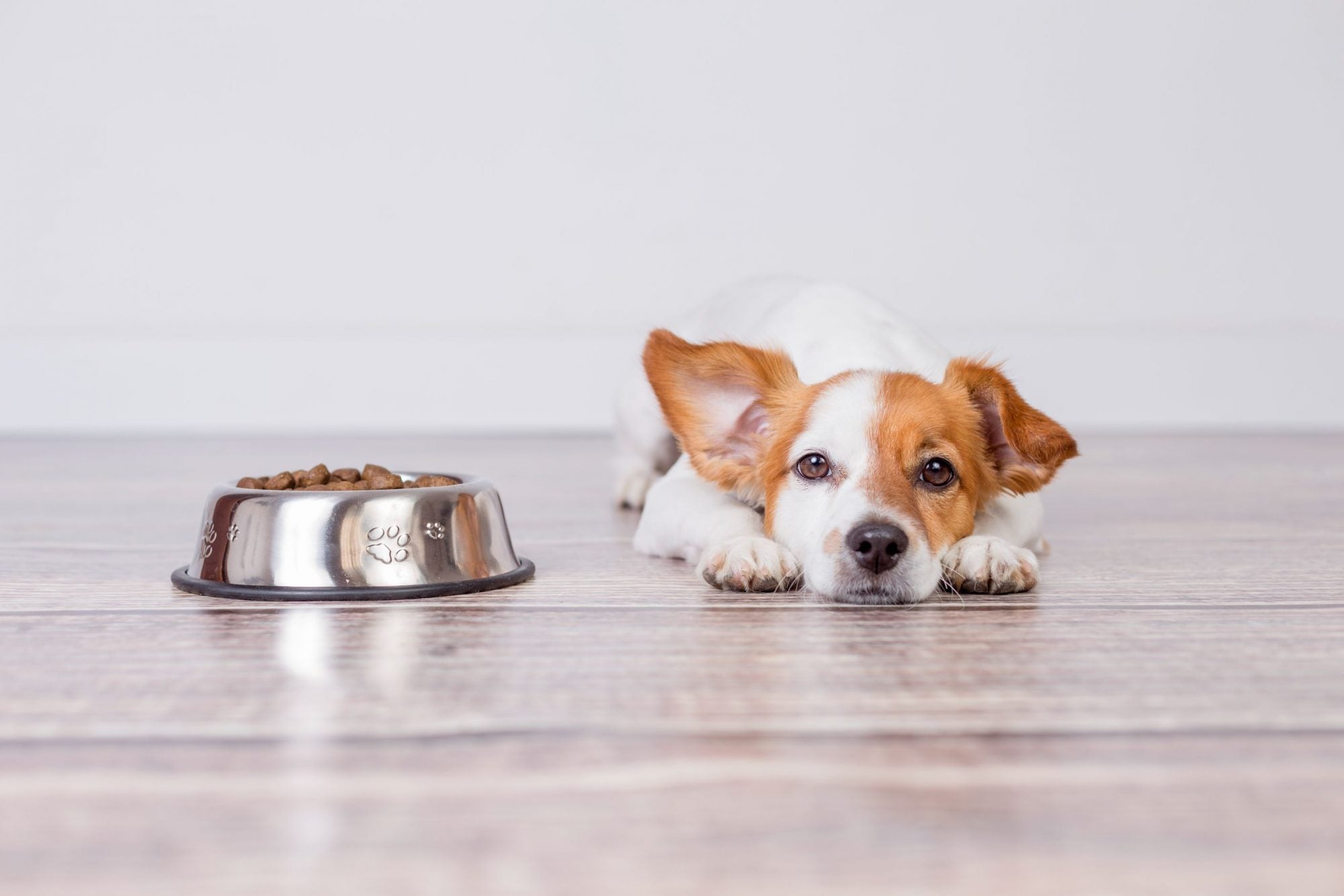 Is It Normal For Dogs To Eat Less Food In The Summer? Here’s What You ...