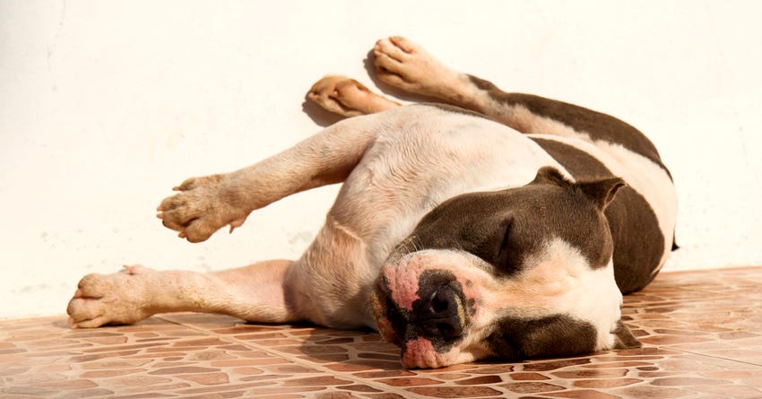 Is Your Dog Getting More Than Just Sleep? Understanding Signs of ...