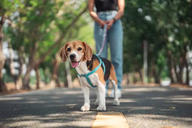 Is Your Dog Walking Too Much? Signs to Watch Out For! | Supertails
