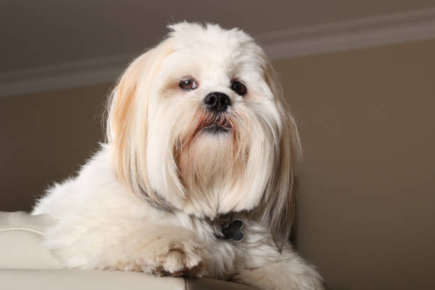 Lhasa Apso Price in India – Cost Guide, Tips & Breeders | Supertails