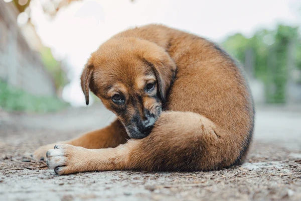 Understanding Skin Allergies: A Guide to Atopic Dermatitis in Pets ...