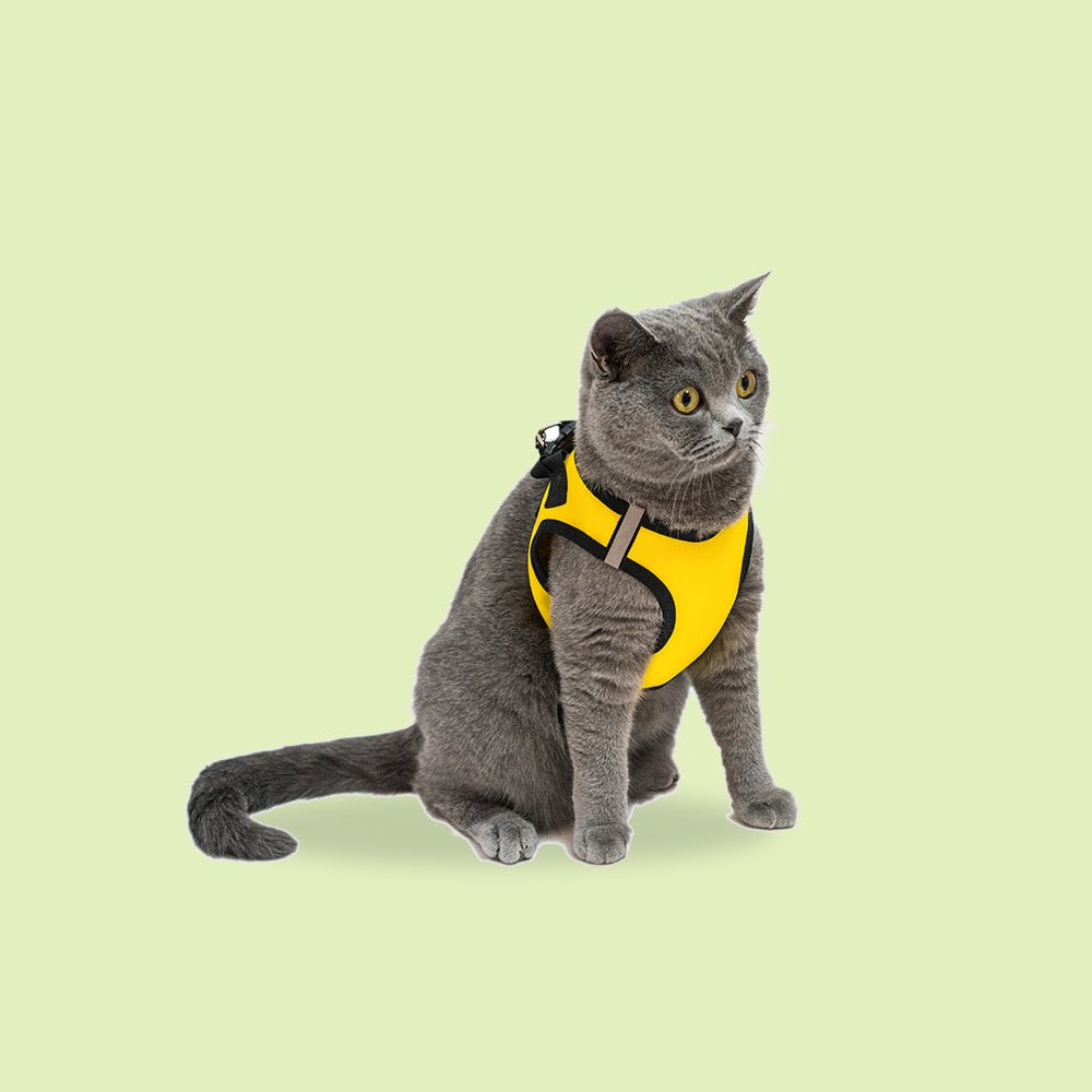 Cat Harness: Buy Harness for Cats at Best Price in India | Supertails