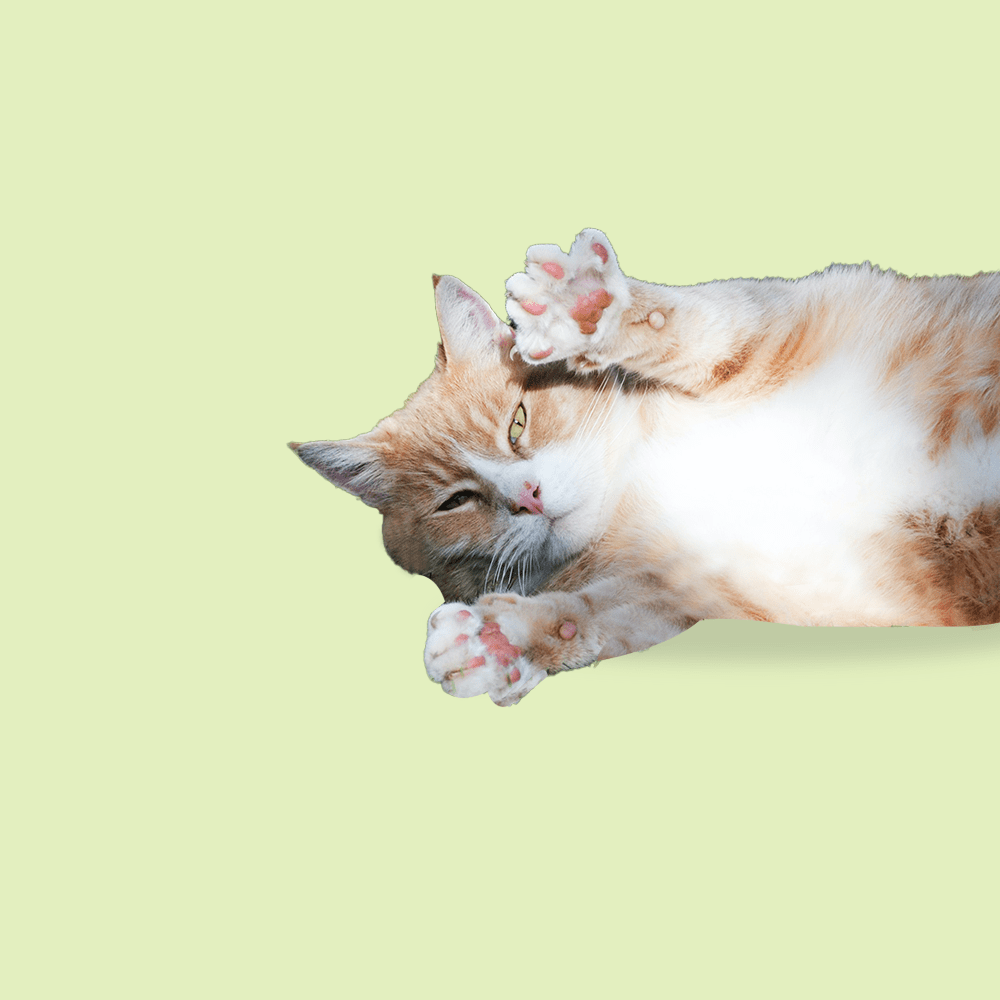 Buy Cat Nail Cleaner & Paw Cleaner at Best Price in India | Supertails