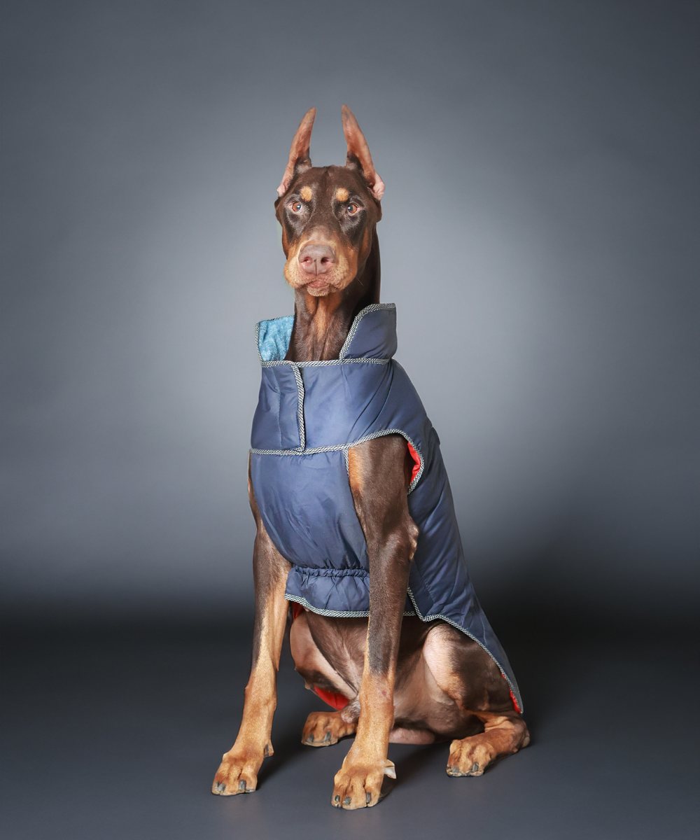 Buy Pet Set Go Wind sheeter Jackets for Dogs (Blue) online at ...