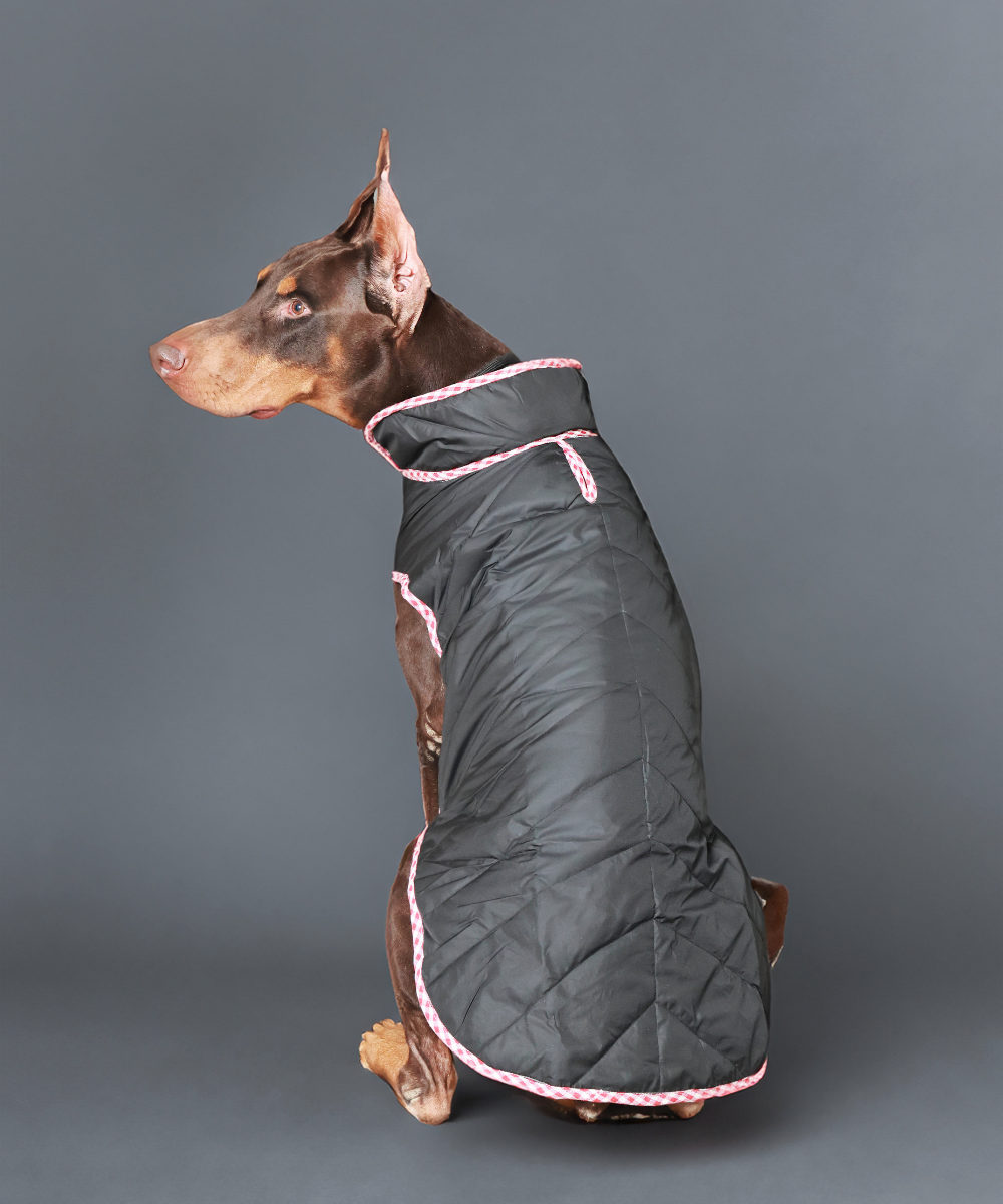 Buy Pet Set Go Wind sheeter Jackets for Dogs (Black) online at ...