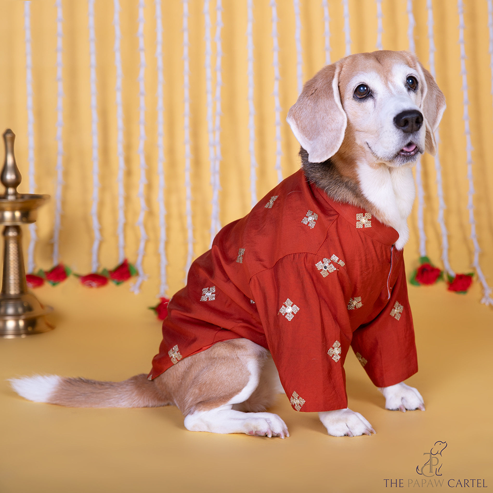 The Papaw Cartel Butta Festive Embroidered Kurta for Dogs & Cats (Oran ...