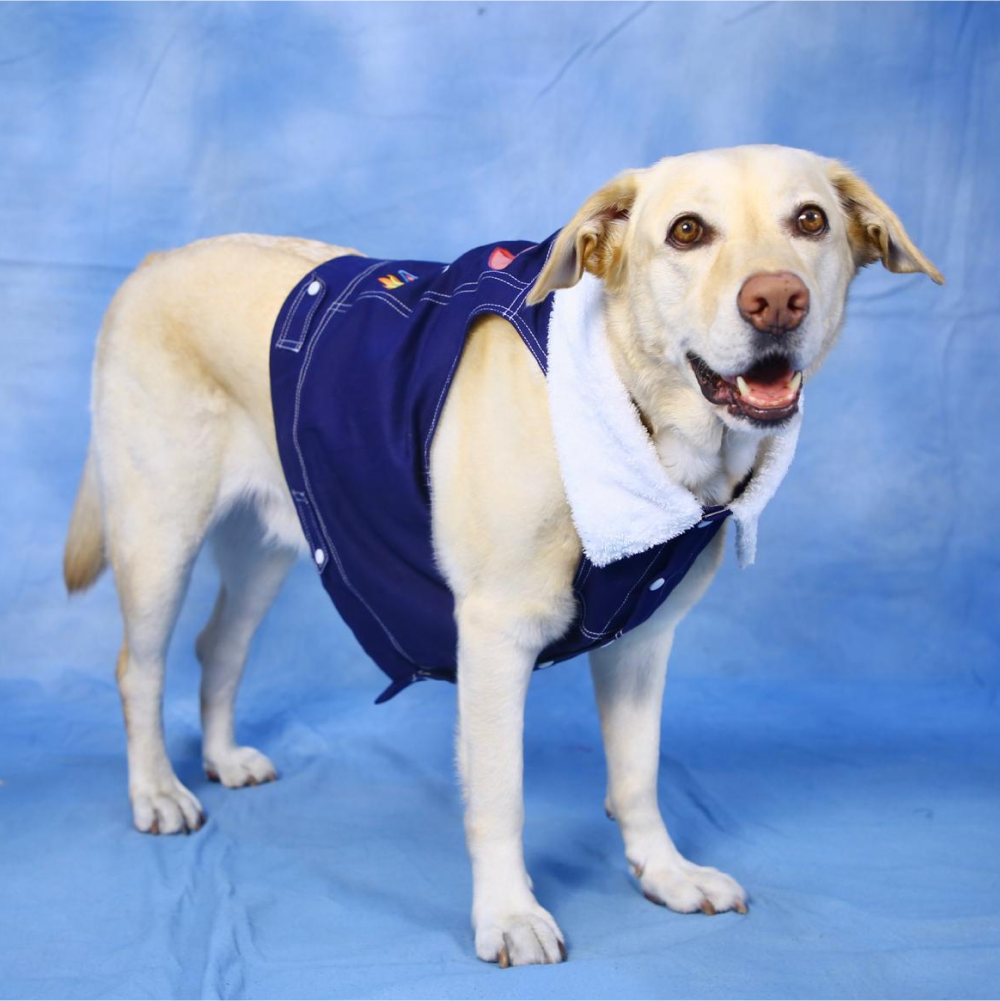 Buy Dogobow Denim Jacket for Dogs and Cats (Navy Blue) (Get a Bow Free ...
