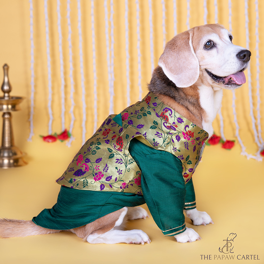 The Papaw Cartel Paithani Koti Kurta for Dogs & Cats (Green) | Supertails