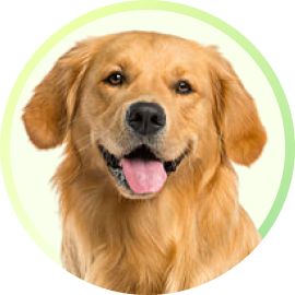 Buy Petcare Ridd (amitraz) Anti Tick & Flea Solution For Dogs online at ...