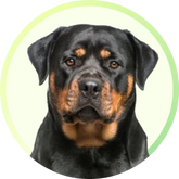 Buy Petcare Ridd (amitraz) Anti Tick & Flea Solution For Dogs online at ...