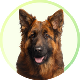 Petcare Ridd (amitraz): Ultimate Parasite Defense For Dogs | Supertails