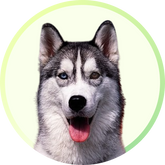 Petcare Ridd (amitraz): Ultimate Parasite Defense For Dogs | Supertails