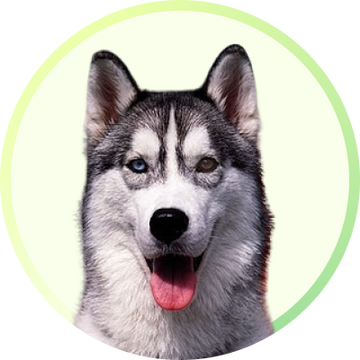 Buy Petcare Ridd (amitraz) Anti Tick & Flea Solution For Dogs online at ...