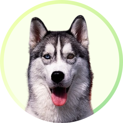 Buy Enavant K9PEA Tablets for Dogs & Cats online at Supertails.com