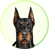 Intas Tablet Neomec 10mg – Deworming Tablets for Dogs | Supertails