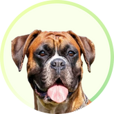 Petcare Ridd (amitraz): Ultimate Parasite Defense For Dogs | Supertails