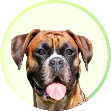 Buy Intas Neomec (Ivermectin) 10mg Tablets for Dogs online at ...