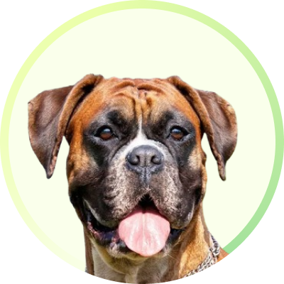 Oriheal Hunger Plus Syrup Appetite Stimulant & Digestive Tonic for Dog ...