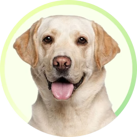 Buy Intas Neomec (Ivermectin) 10mg Tablets for Dogs online at ...